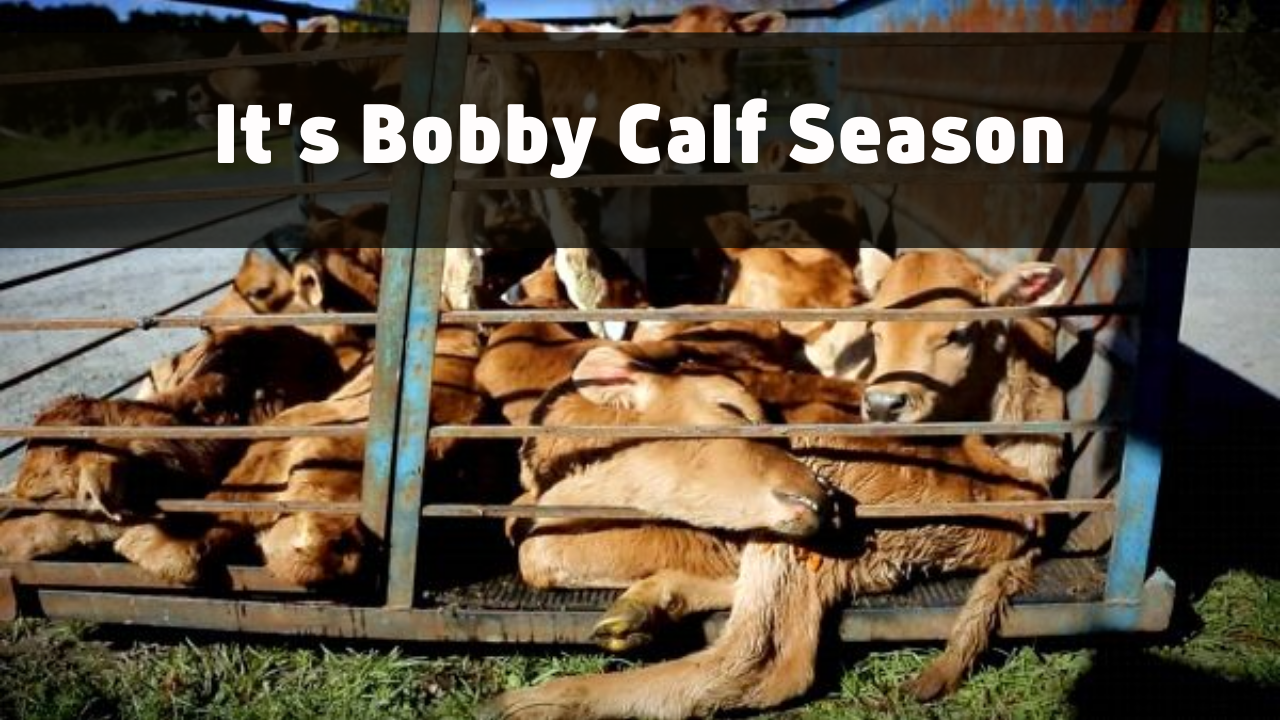 It’s Bobby Calf Season – For Animals.