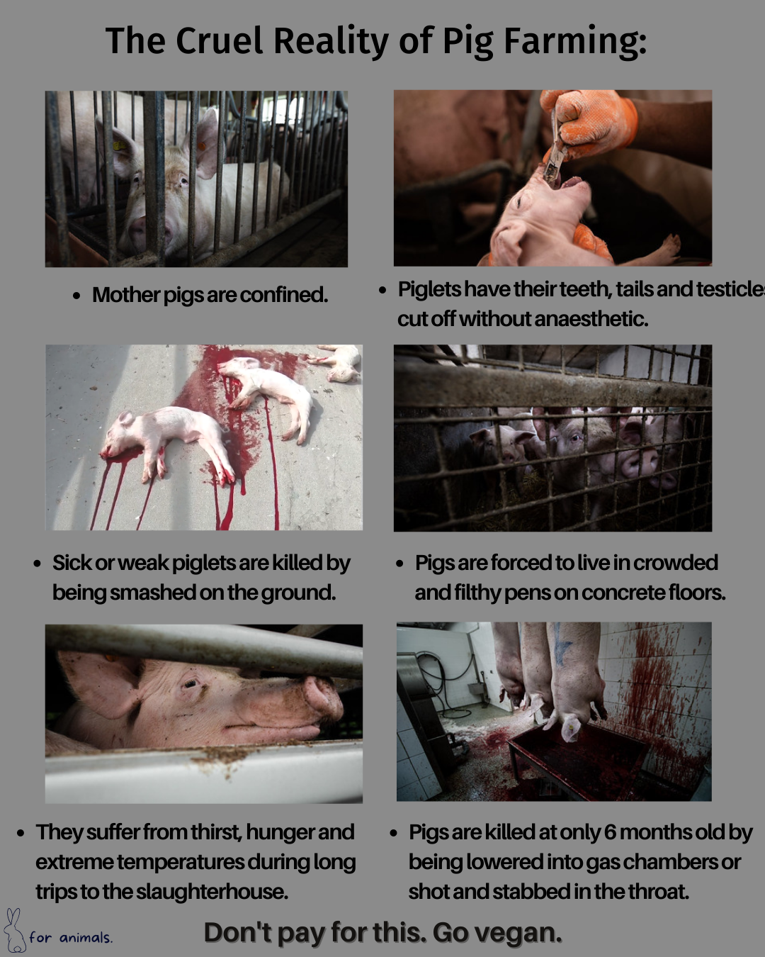 The Cruel Reality of Pig Farming – For Animals.