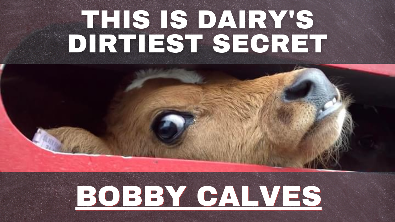 It’s Bobby Calf Season – For Animals.